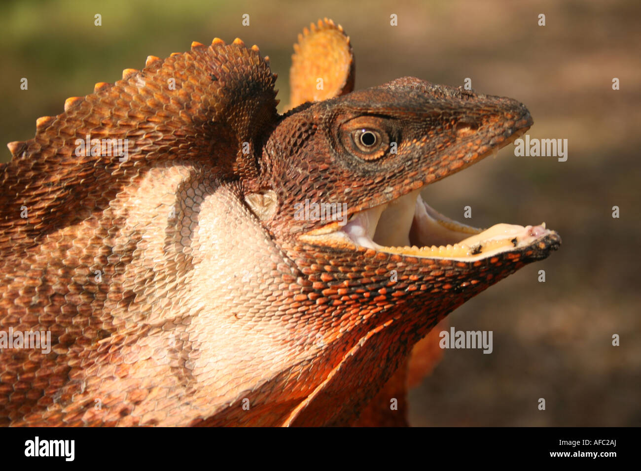 Frill necked Lizard Kakadu National Park Nothern Territory Australia ...