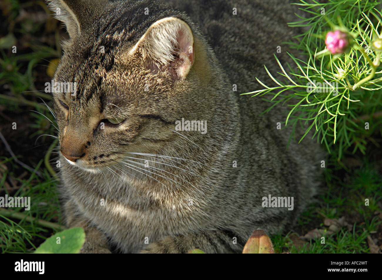 Pretty tabby tomcat resting in the shade of cosmos plants some leaves ...