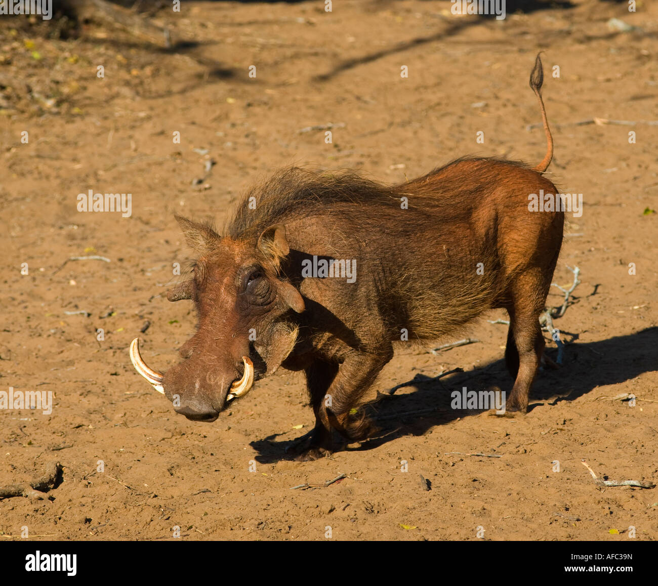 Warthog running hi-res stock photography and images - Alamy