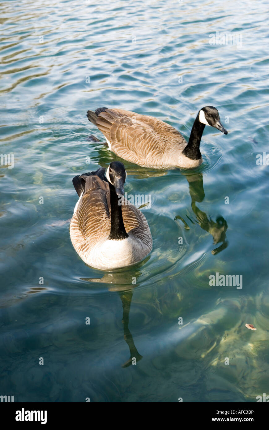 Candian Geese Dufferin Island Nature Area Niagara Falls Ontario Canada ...