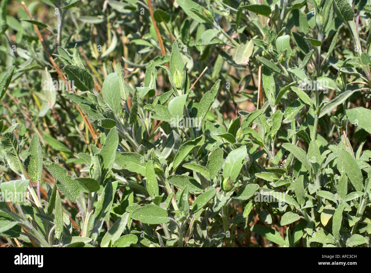 Common sage (Salvia officinalis Stock Photo - Alamy