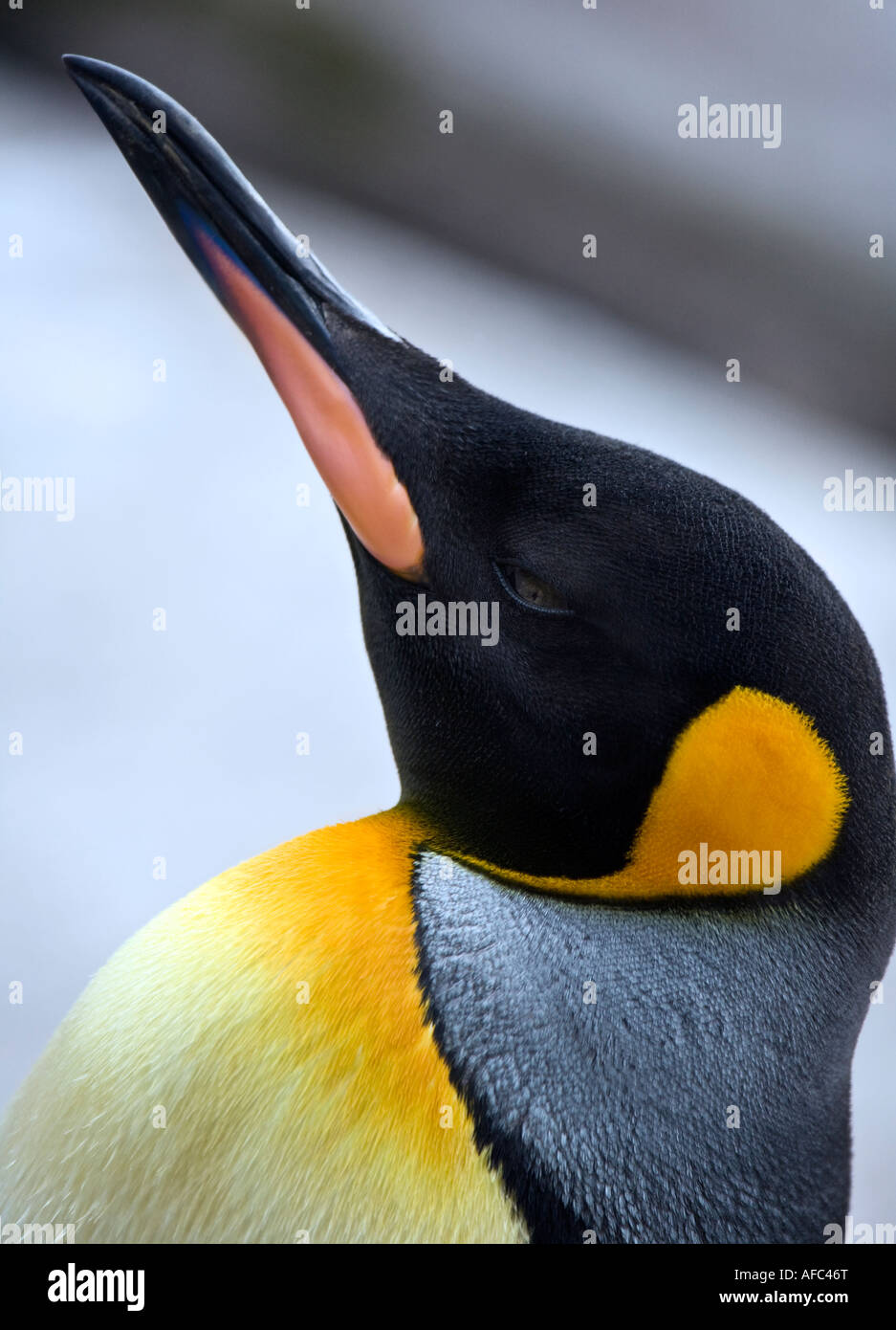 King Penguin s head "Aptenodytes patagonicus Stock Photo - Alamy