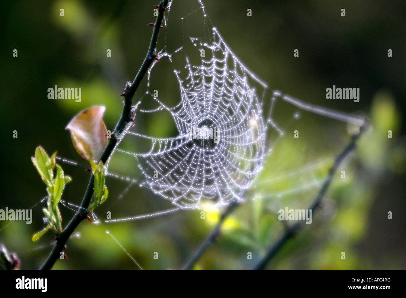 Spider web with dew Stock Photo - Alamy