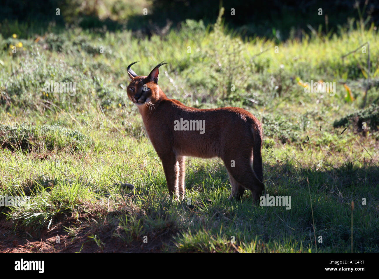 Caracal, Cape, S Africa Stock Photo - Alamy