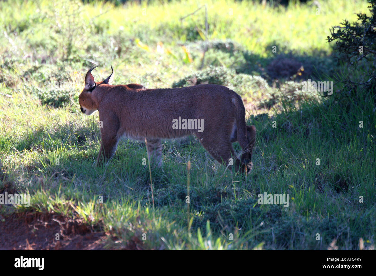 Caracal, African lynx, Felis caracal, in bushveld in South Africa Stock ...