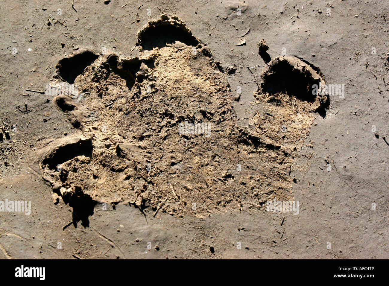 Hippopotamus foot print Stock Photo - Alamy