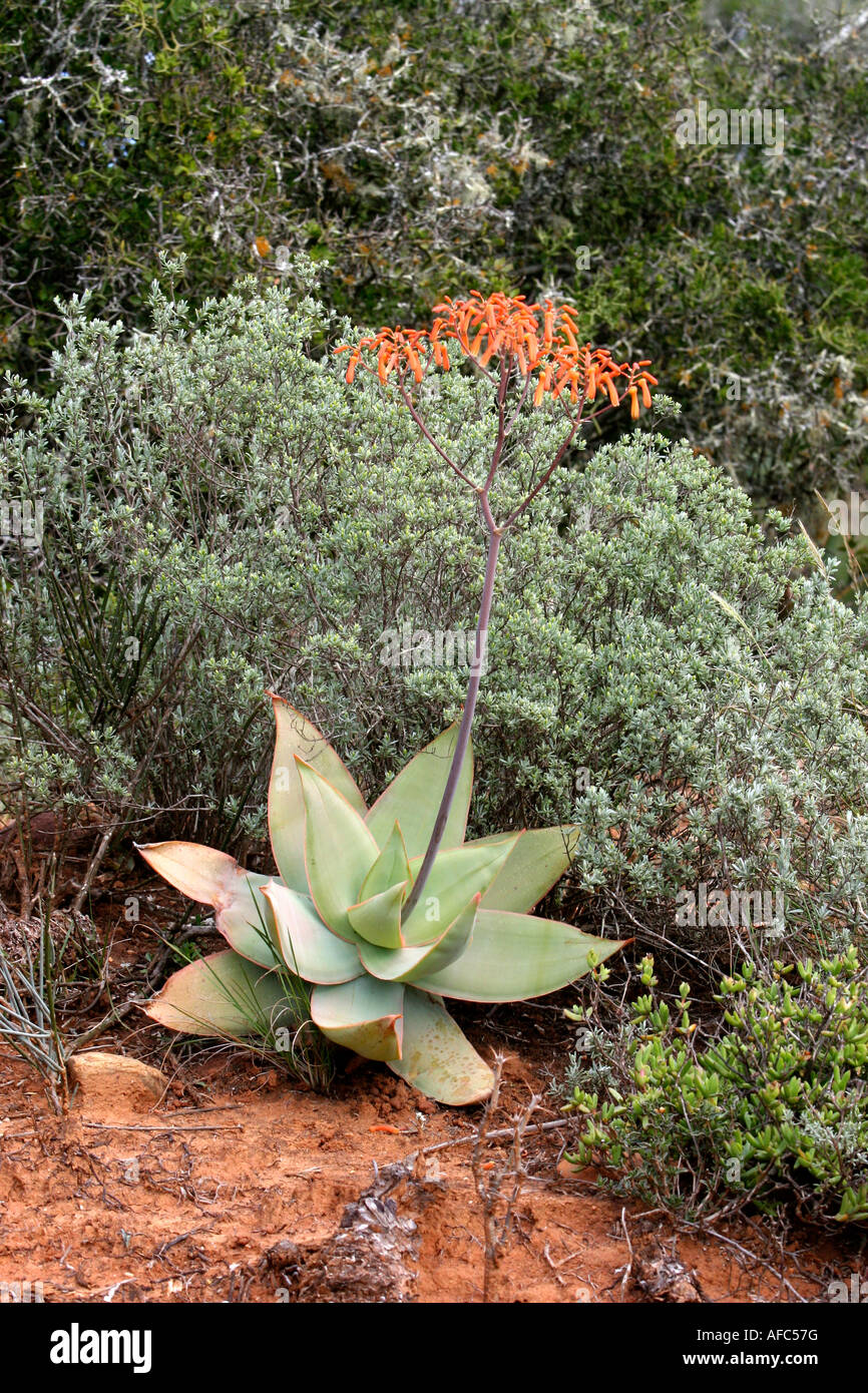 Aloe, Cape, S Africa Stock Photo - Alamy