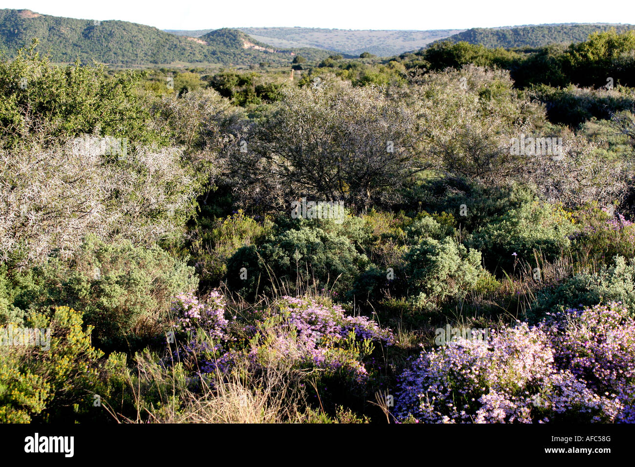 Cape Flora and views, S. Africa Stock Photo - Alamy