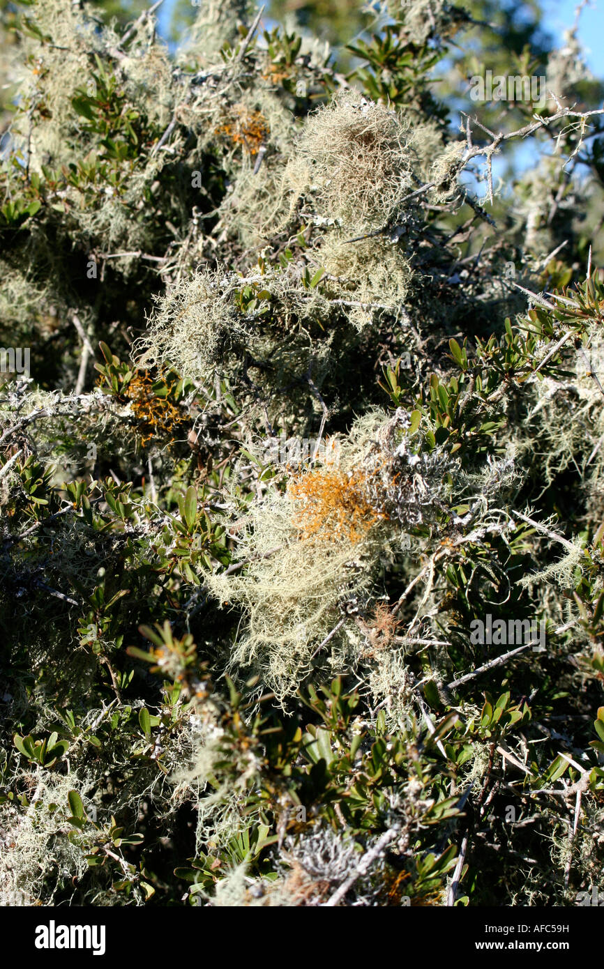 Lichen on trees in Africa Stock Photo - Alamy