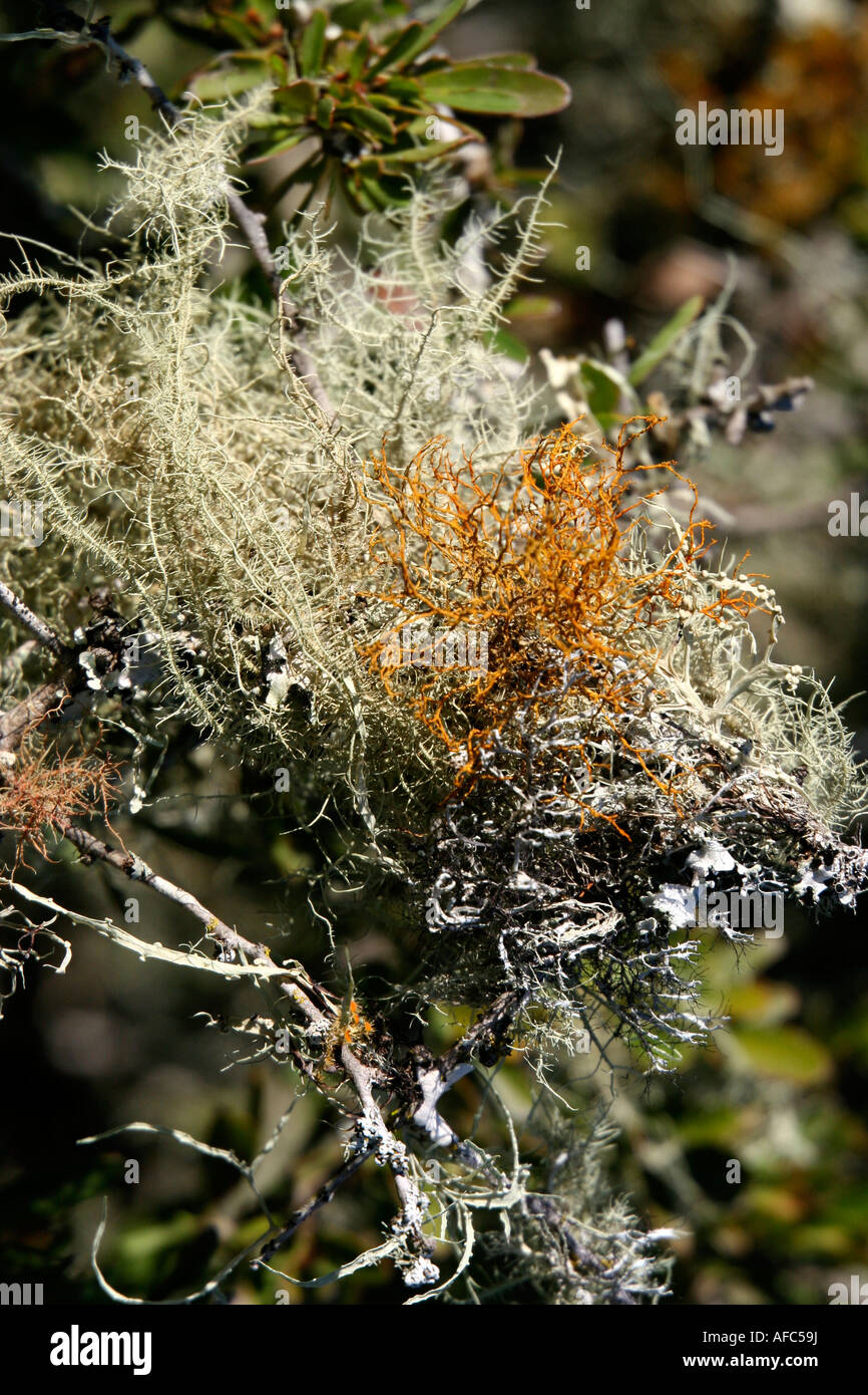 Lichen on trees in Africa Stock Photo - Alamy