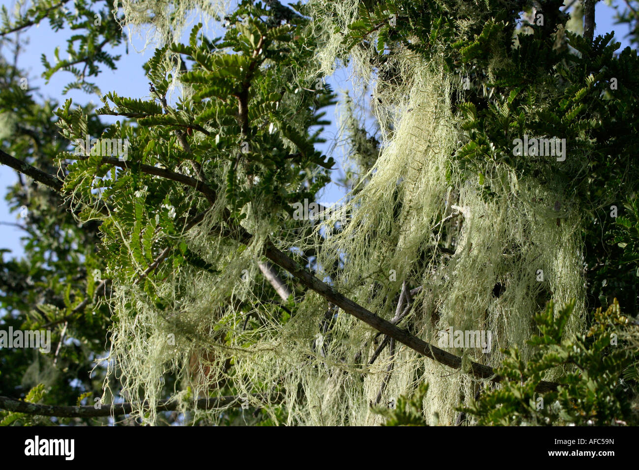 Lichen on trees in Africa Stock Photo - Alamy