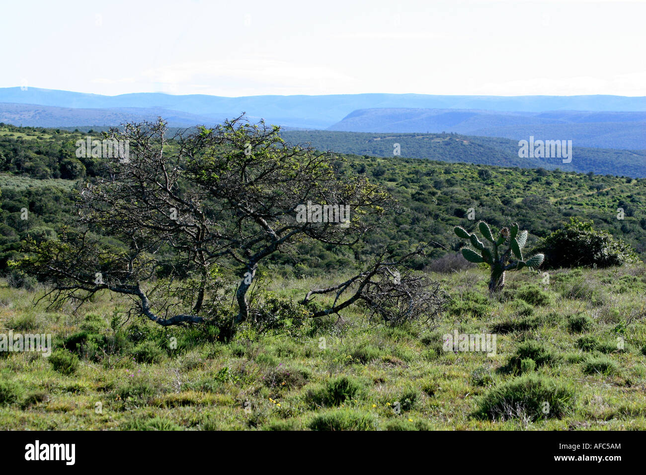 Scenic view of S. African Cape Stock Photo - Alamy