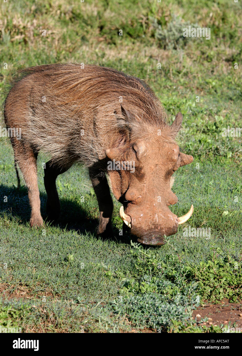 Warthog in Africa Stock Photo - Alamy