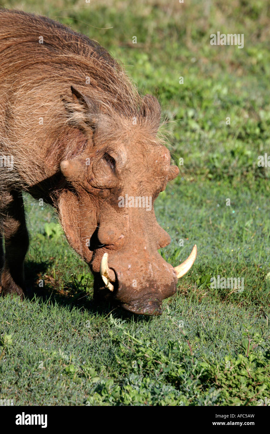 Warthog in Africa Stock Photo - Alamy