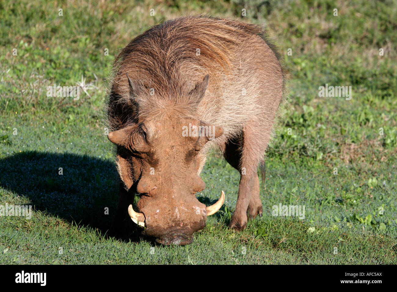 Warthog in Africa Stock Photo - Alamy