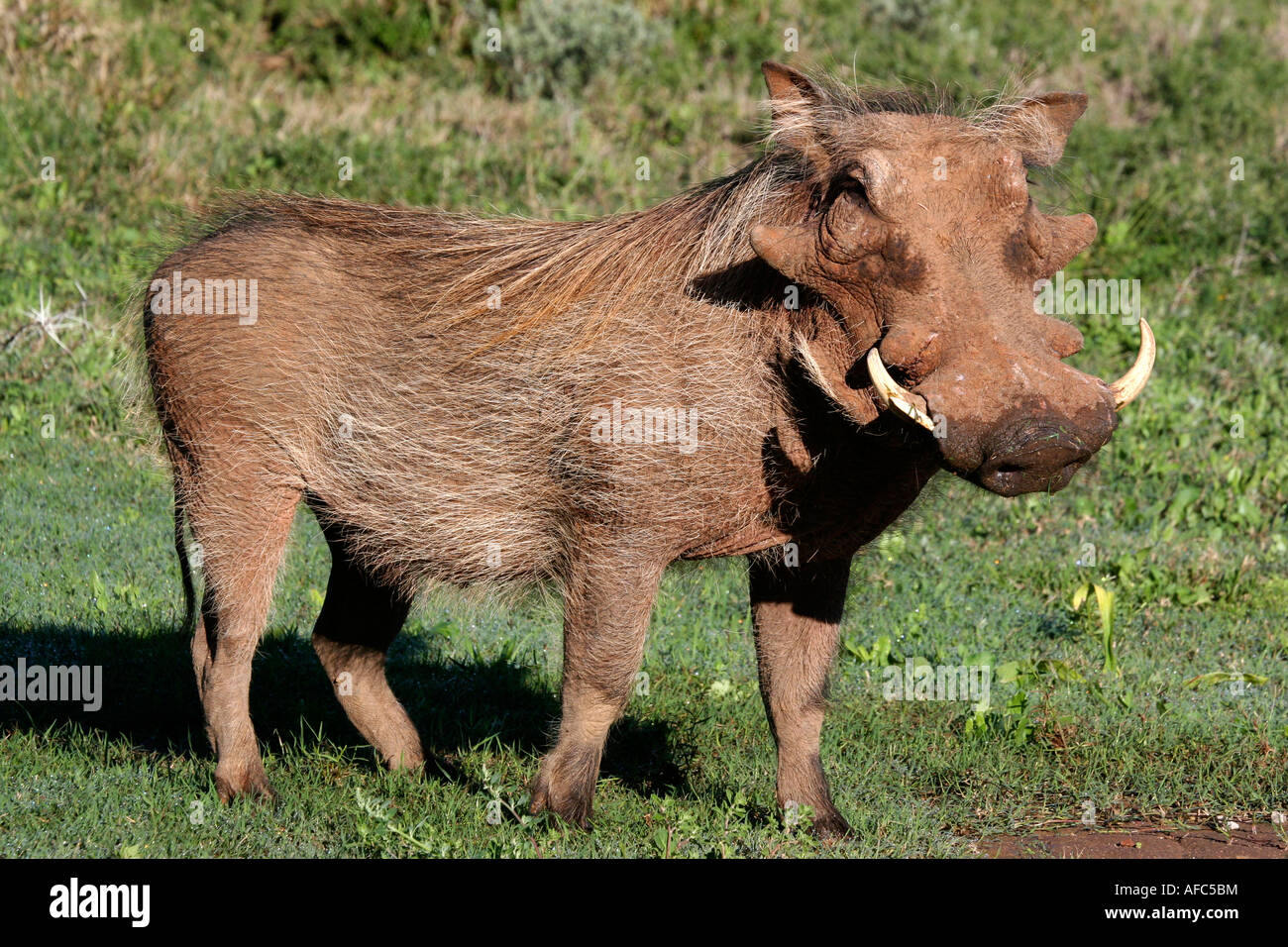 Warthog in Africa Stock Photo - Alamy