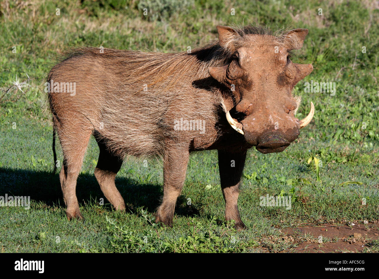 Warthog in Africa Stock Photo - Alamy