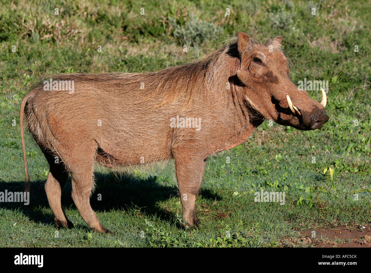 Warthog in Africa Stock Photo - Alamy