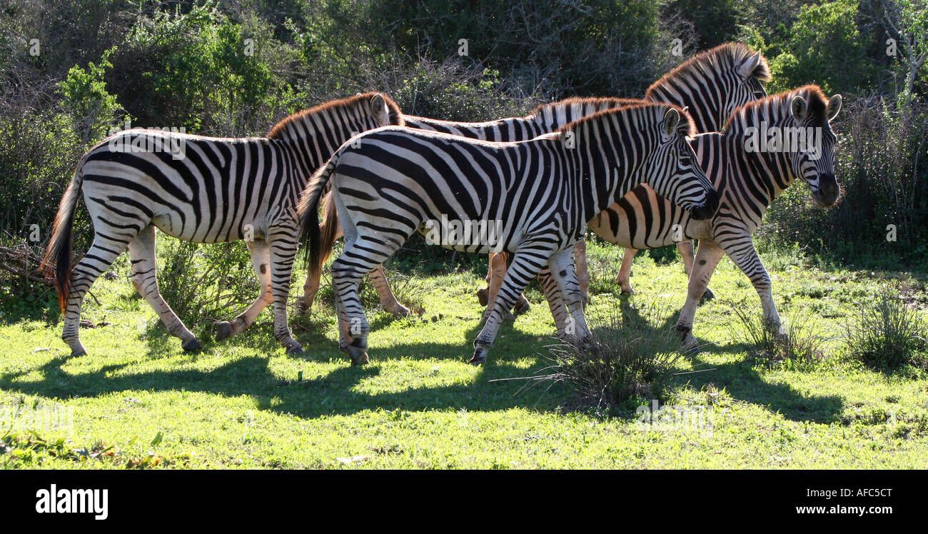 zebra in African savannah Stock Photo - Alamy