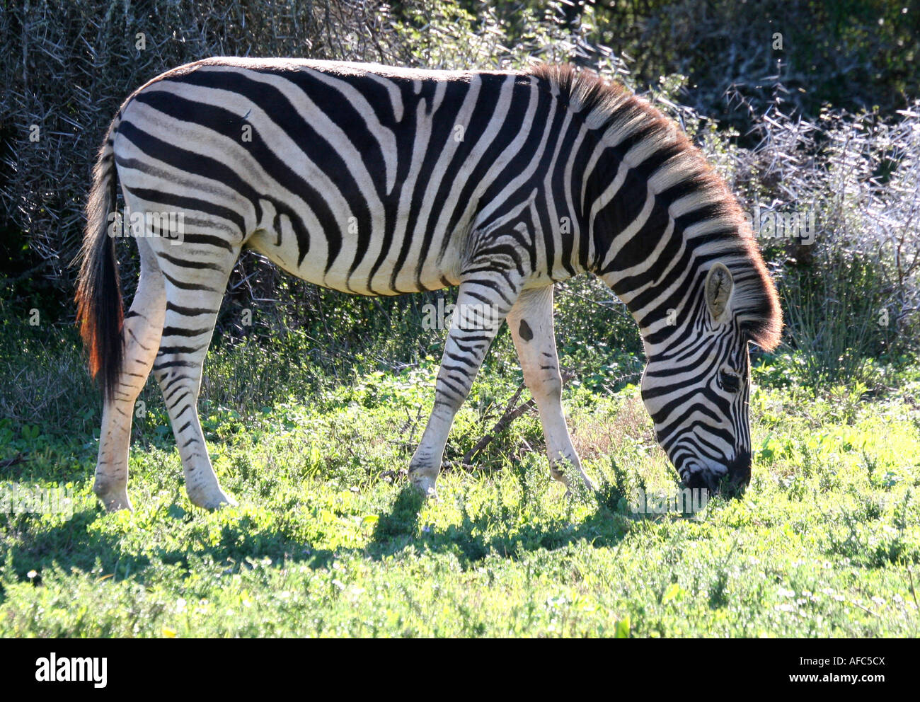 zebra in African savannah Stock Photo - Alamy