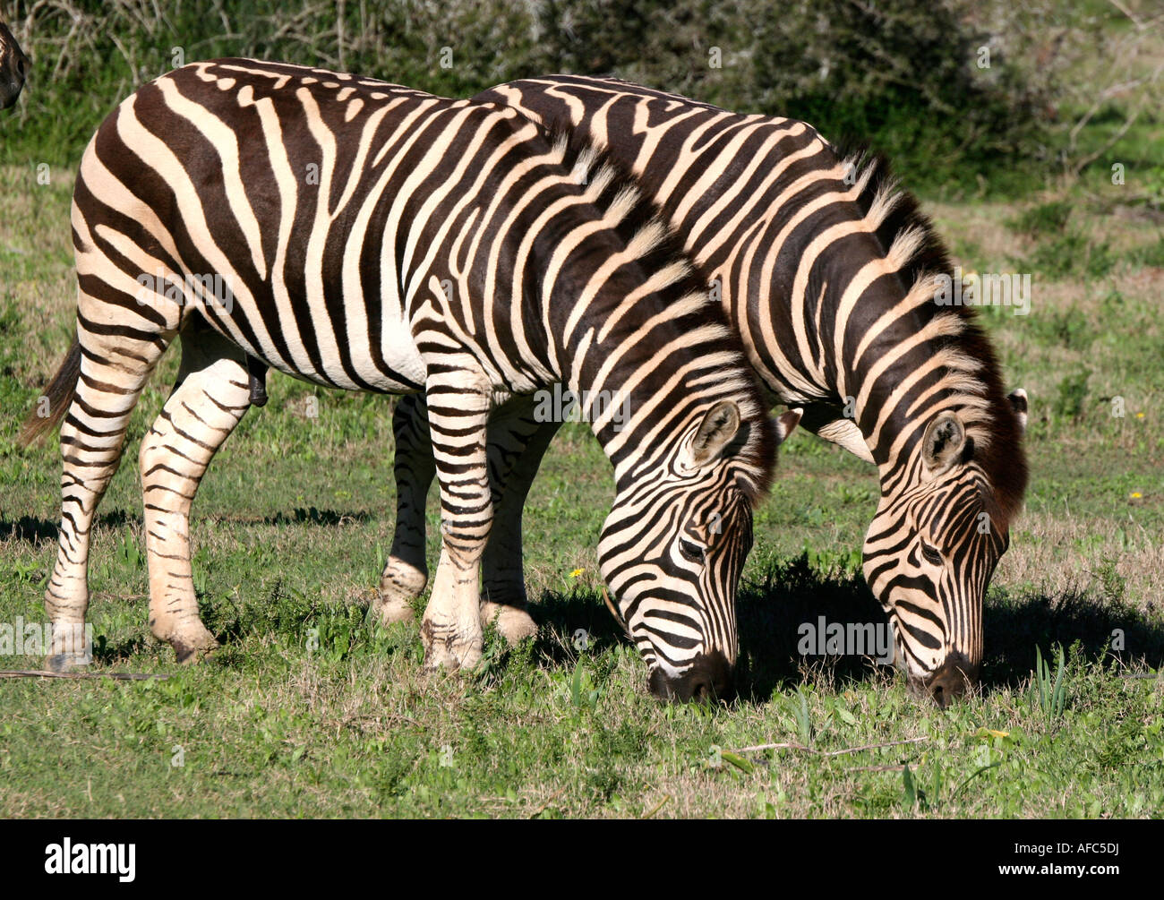 zebra in African savannah Stock Photo - Alamy