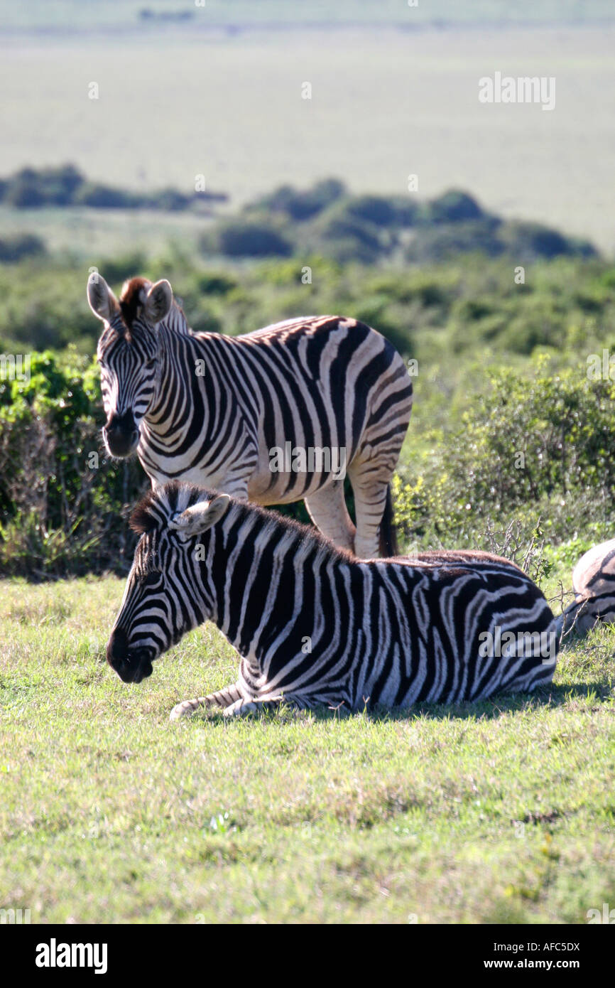 zebra in African savannah Stock Photo - Alamy