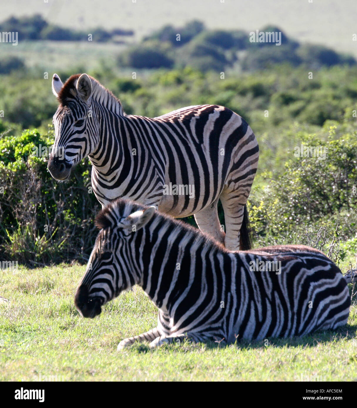 Two Zebra in Africa Stock Photo - Alamy