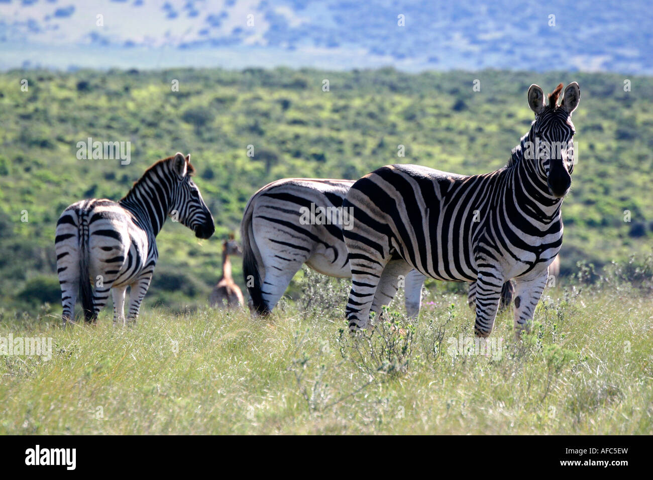 Zebra in Africa Stock Photo - Alamy