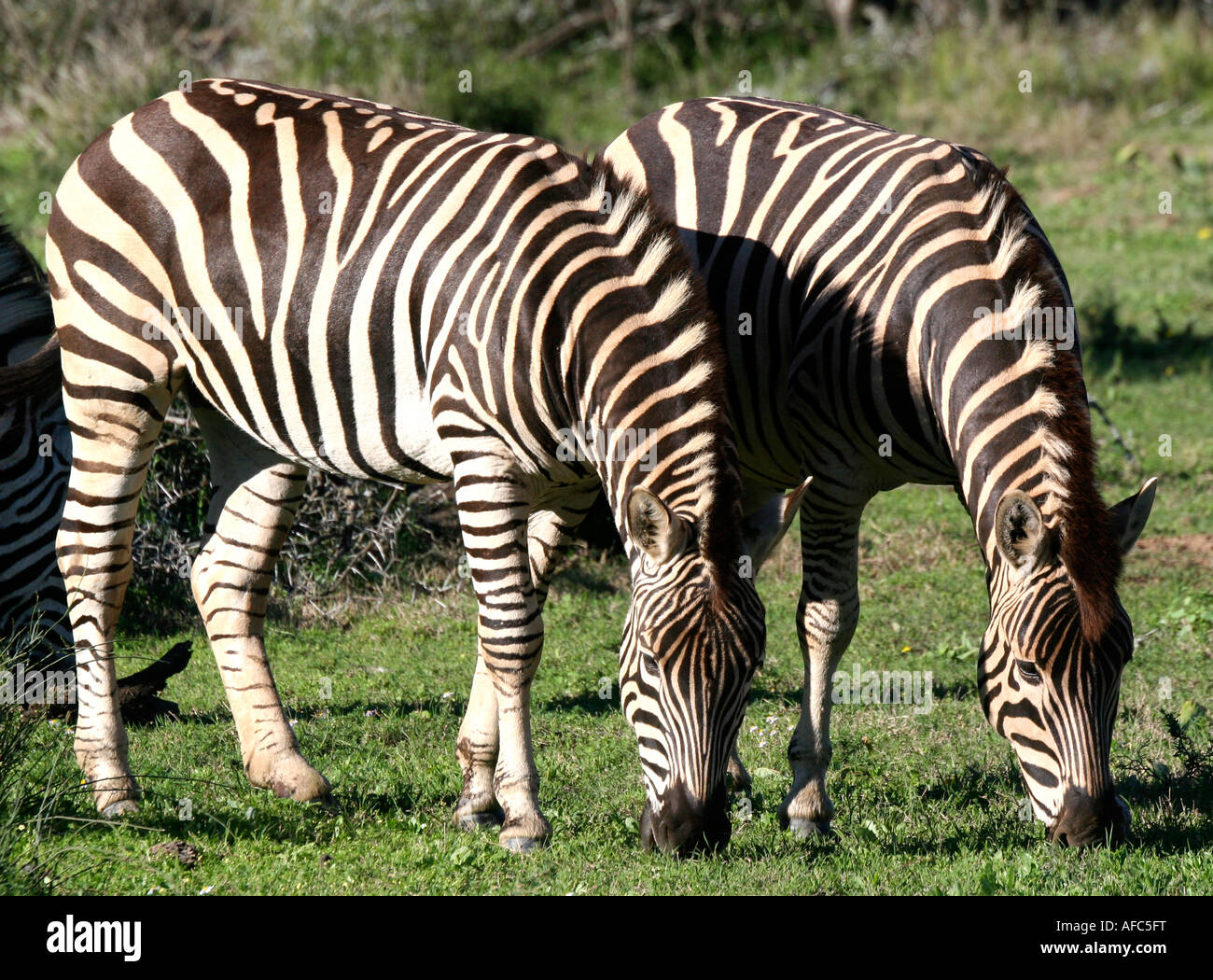 Zebra, Africa, savannah, mammals, grasslands, herd, S. Africa, Kenya ...