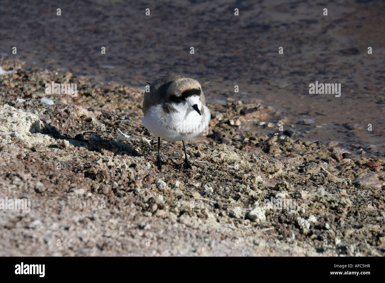 Endemic to atacama desert hi-res stock photography and images - Alamy