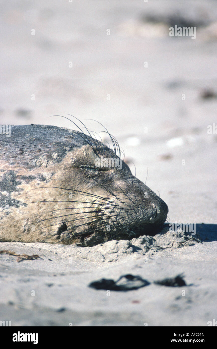 california sealion resting on the beach Stock Photo - Alamy