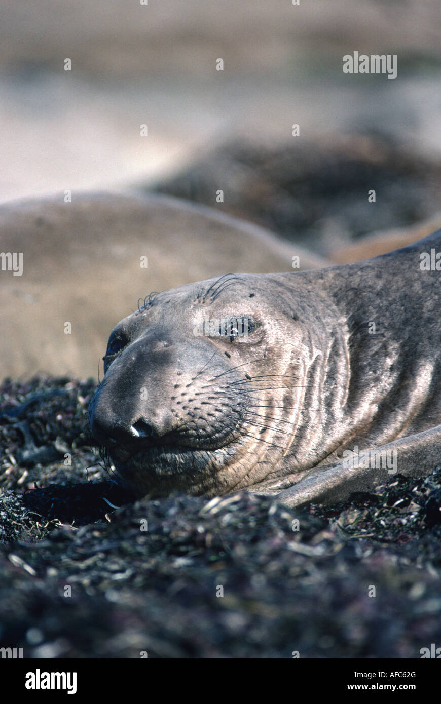 sealion is watching you Stock Photo - Alamy