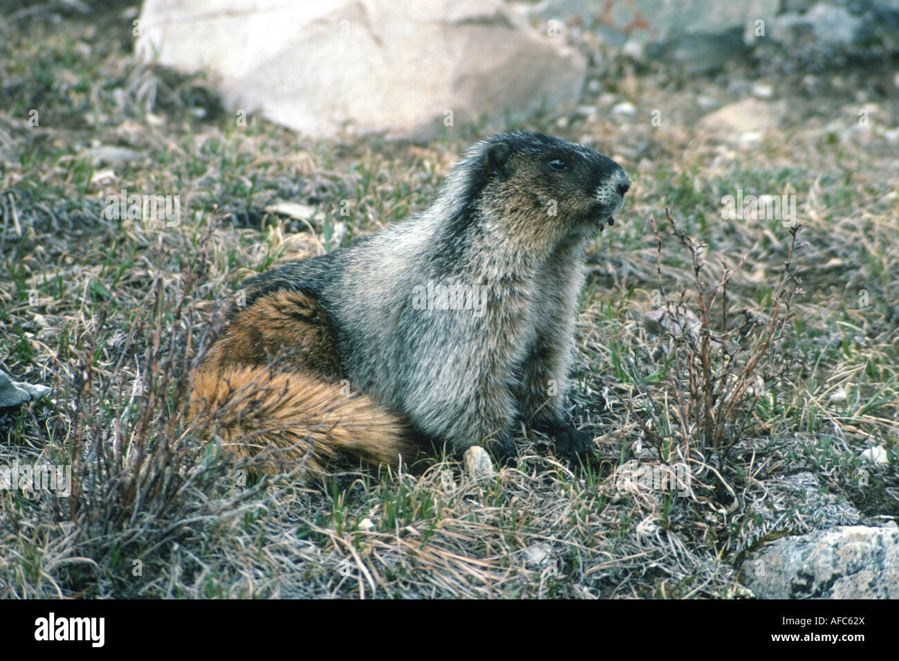 marmot in the mountains Stock Photo - Alamy
