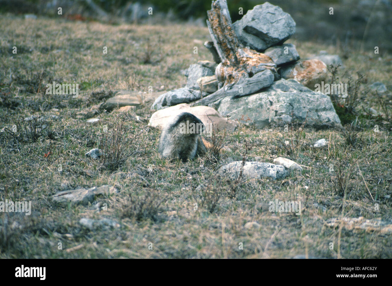 marmot in the mountains Stock Photo - Alamy