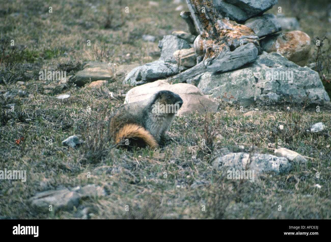 marmot in the mountains Stock Photo - Alamy