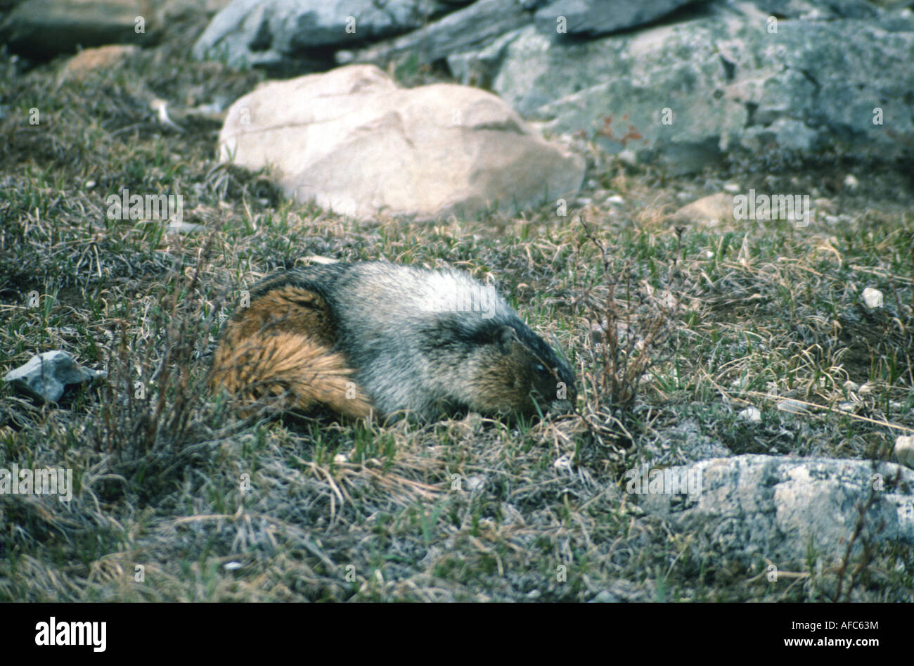 look at the marmot Stock Photo - Alamy