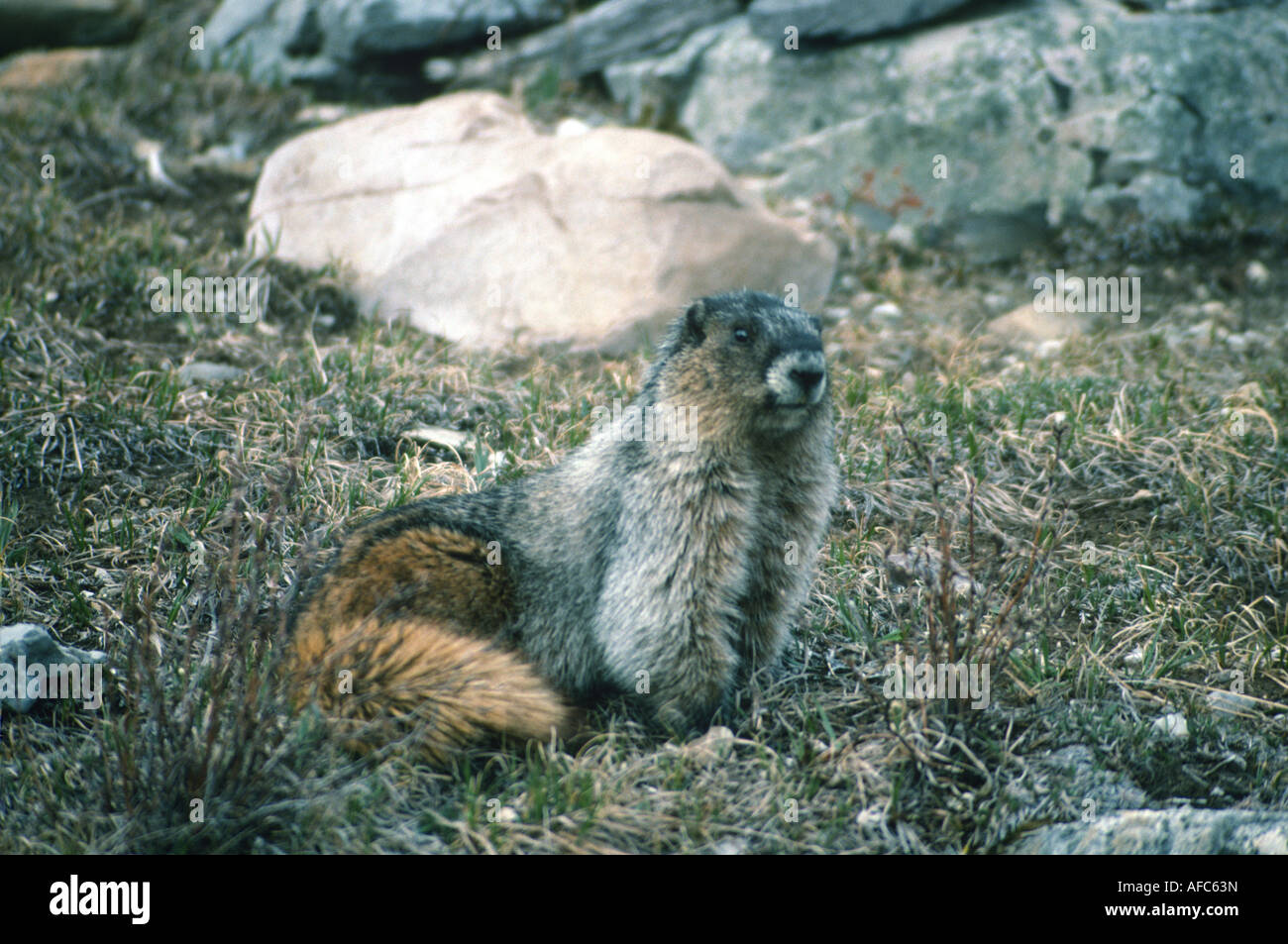 hold on marmot Stock Photo - Alamy