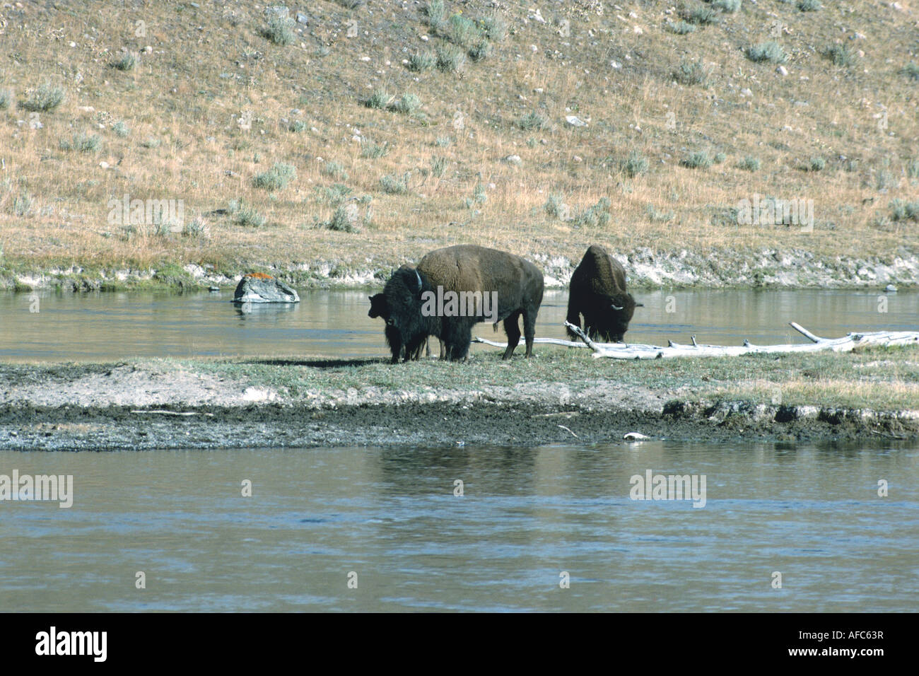 river and bison Stock Photo - Alamy