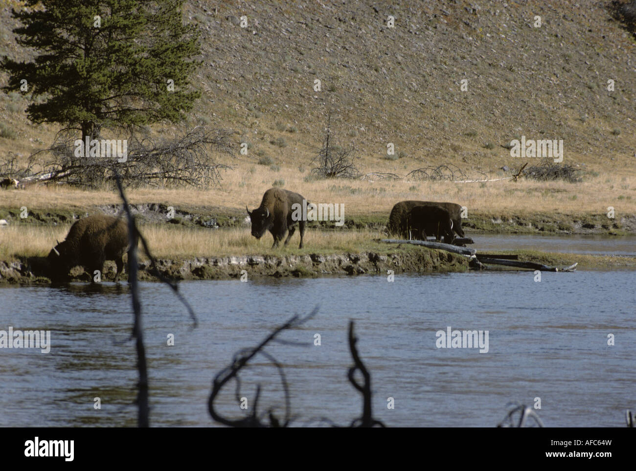 bison by the river Stock Photo - Alamy