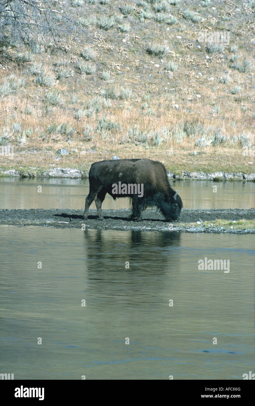 bison in the water Stock Photo - Alamy