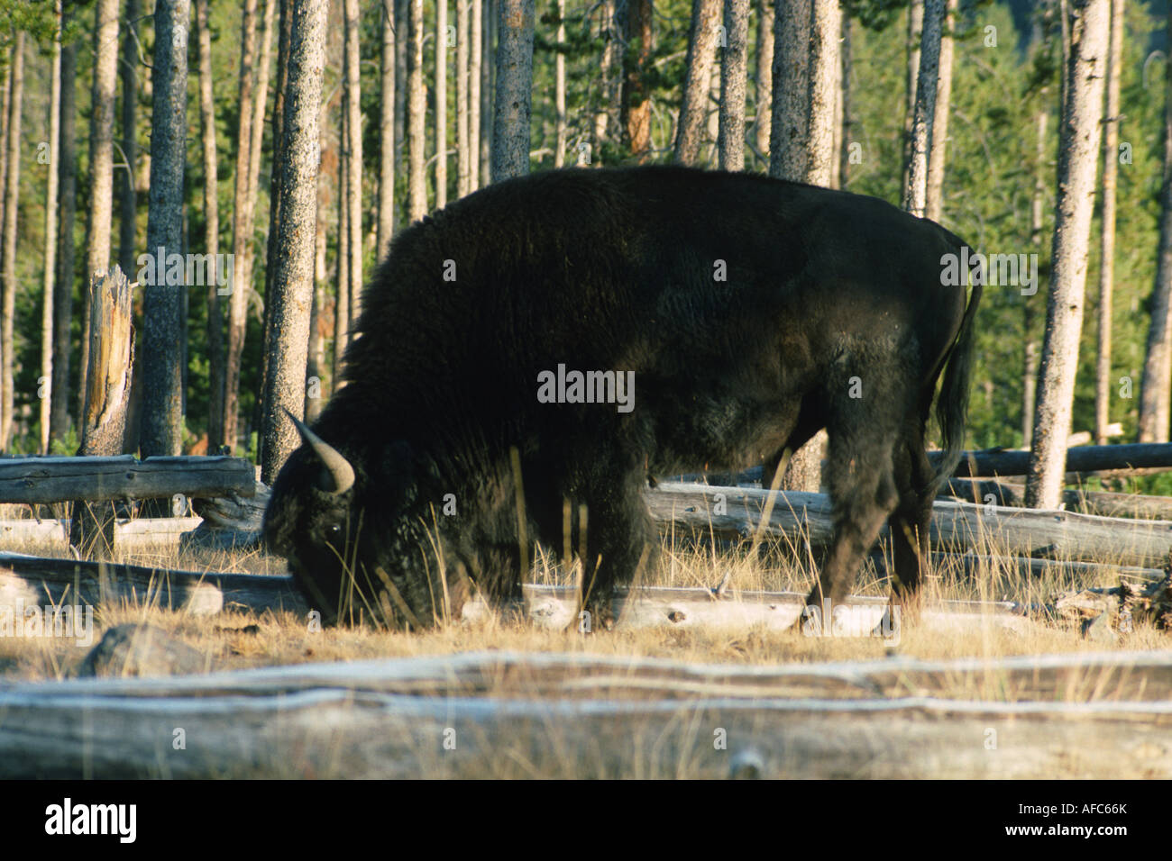 first light in the trees Stock Photo - Alamy