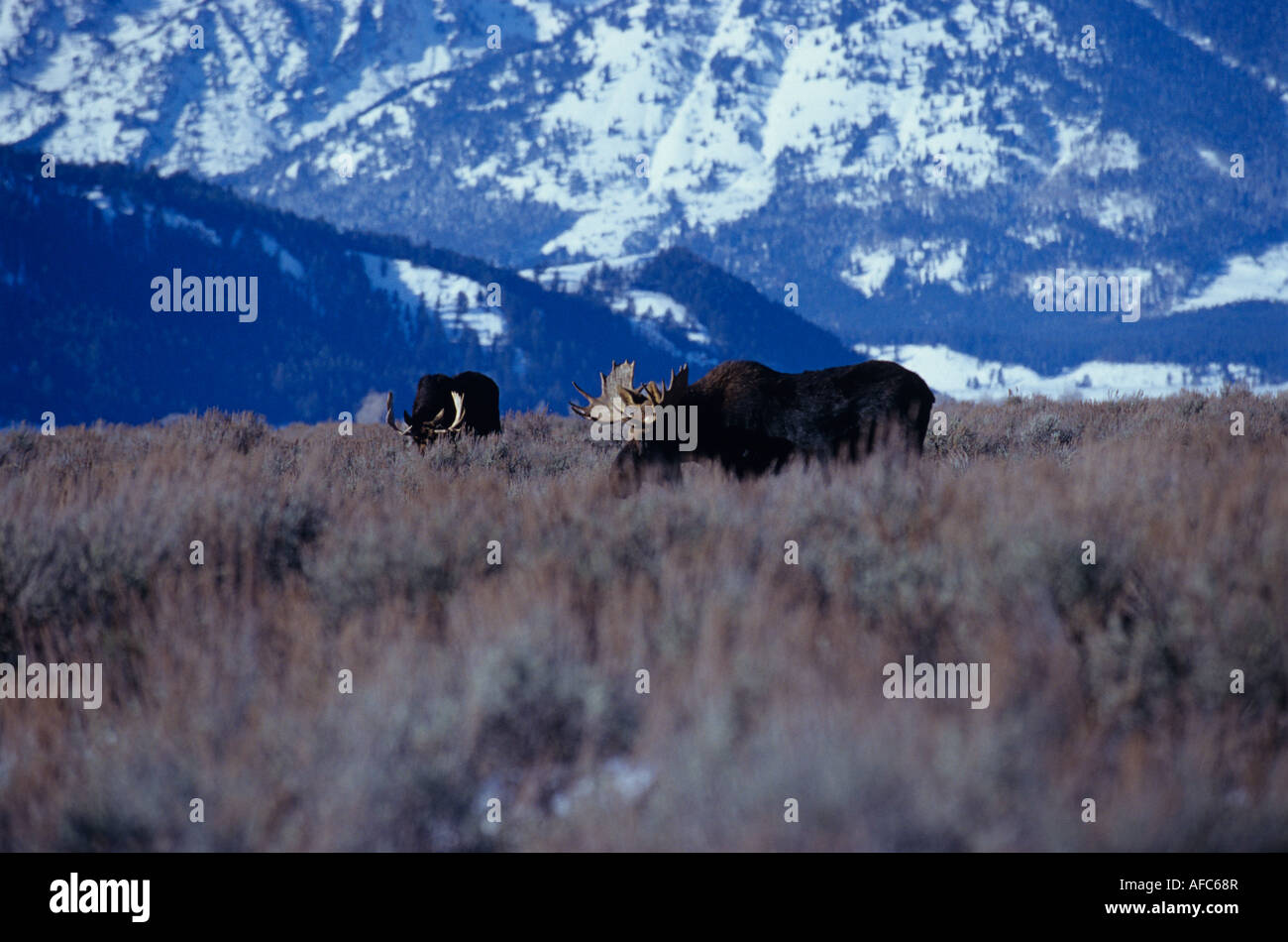 moose in uniform Stock Photo - Alamy