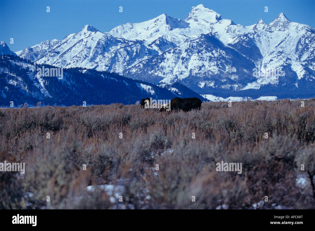 it's a moose day Stock Photo - Alamy