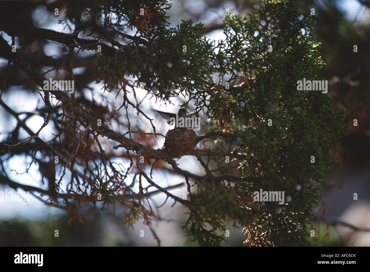 it's a bird's live Stock Photo - Alamy