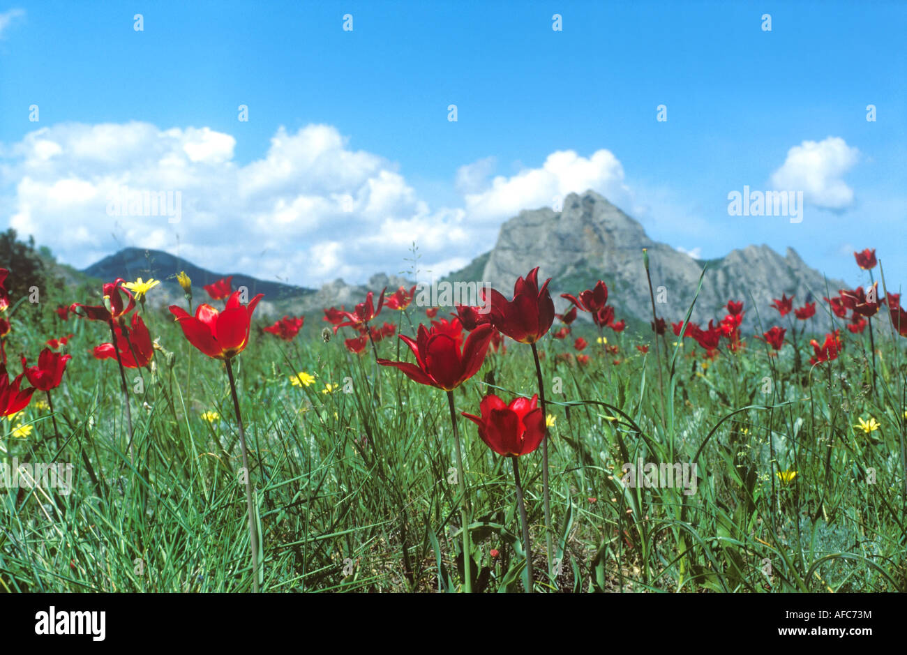 wild red tulips on a mountain Stock Photo - Alamy