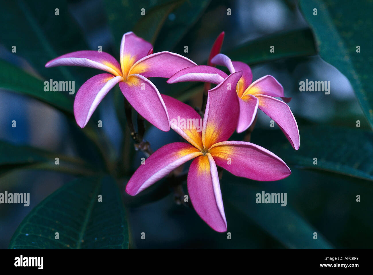 Plumeria Blossom, Aitutaki Cook Islands Stock Photo - Alamy
