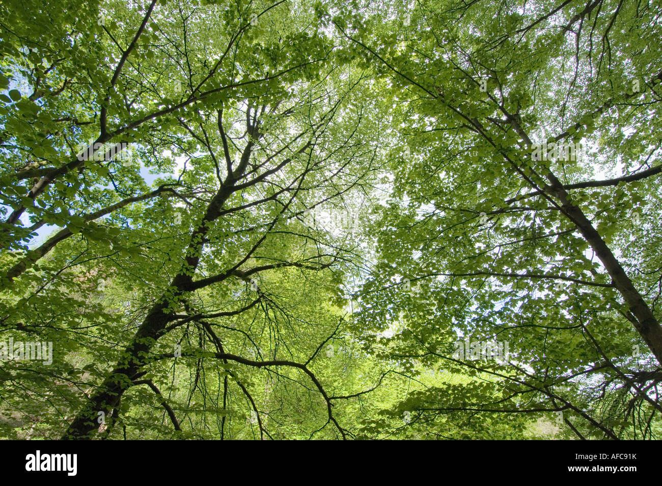 Looking up into the canopy of mixed broadleaf woodland with the trees ...