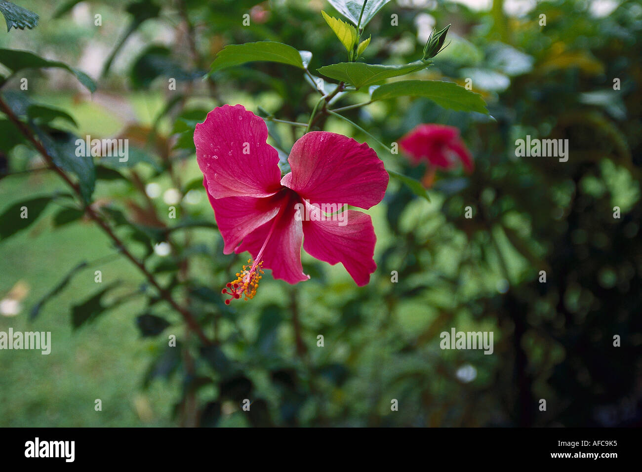 Pink hibiscus, Western Samoa Stock Photo - Alamy
