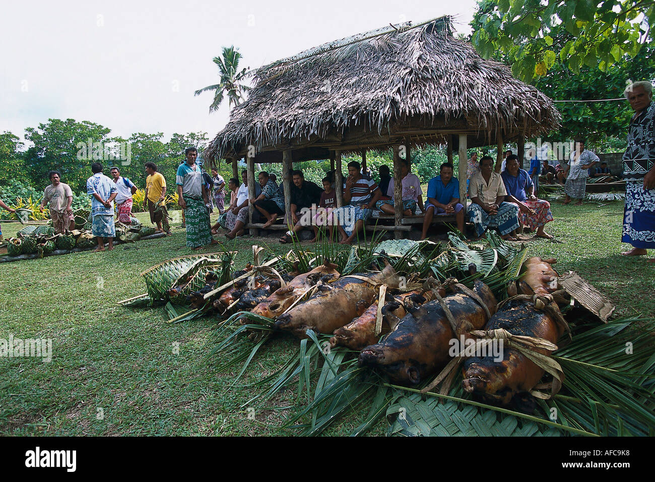Western samoa pig hi-res stock photography and images - Alamy