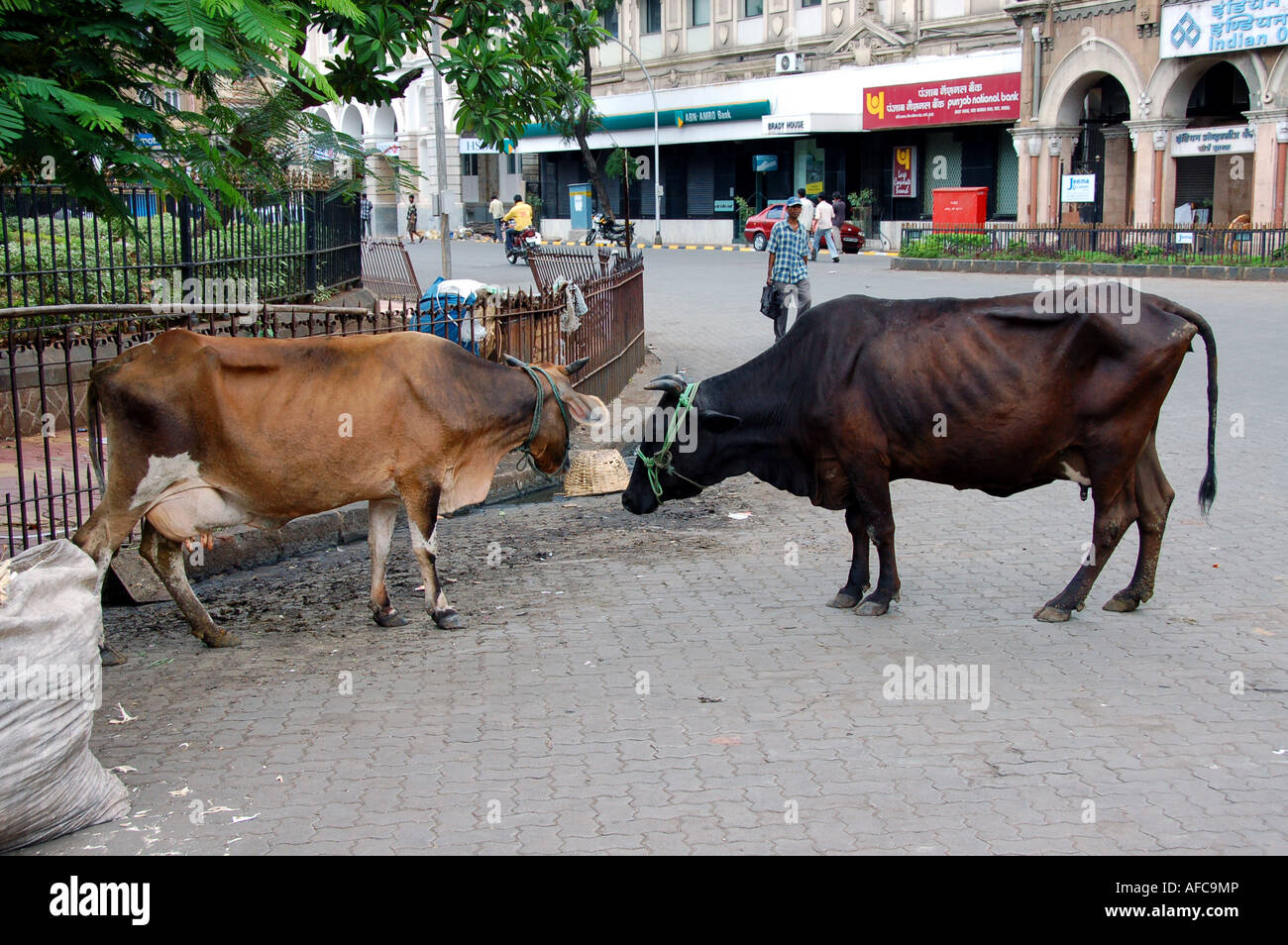 Two cows on street in Mumbai, India Stock Photo - Alamy